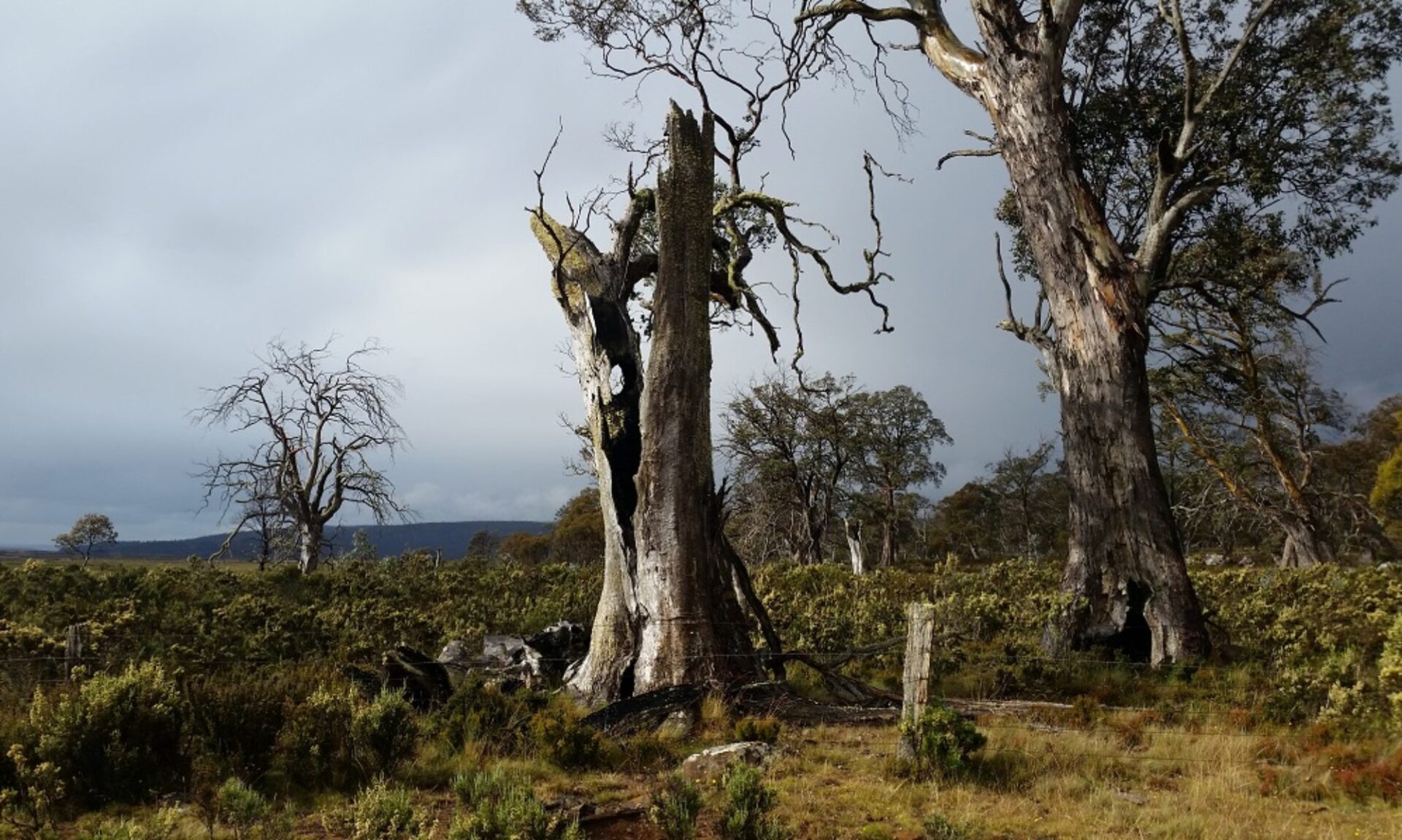 Trillion Trees Australia Vision - Dance for the Trees